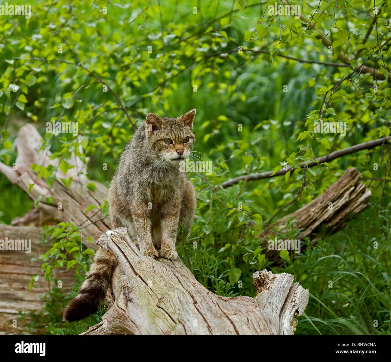 Endangered scottish wildcat hi-res stock photography and images - Alamy