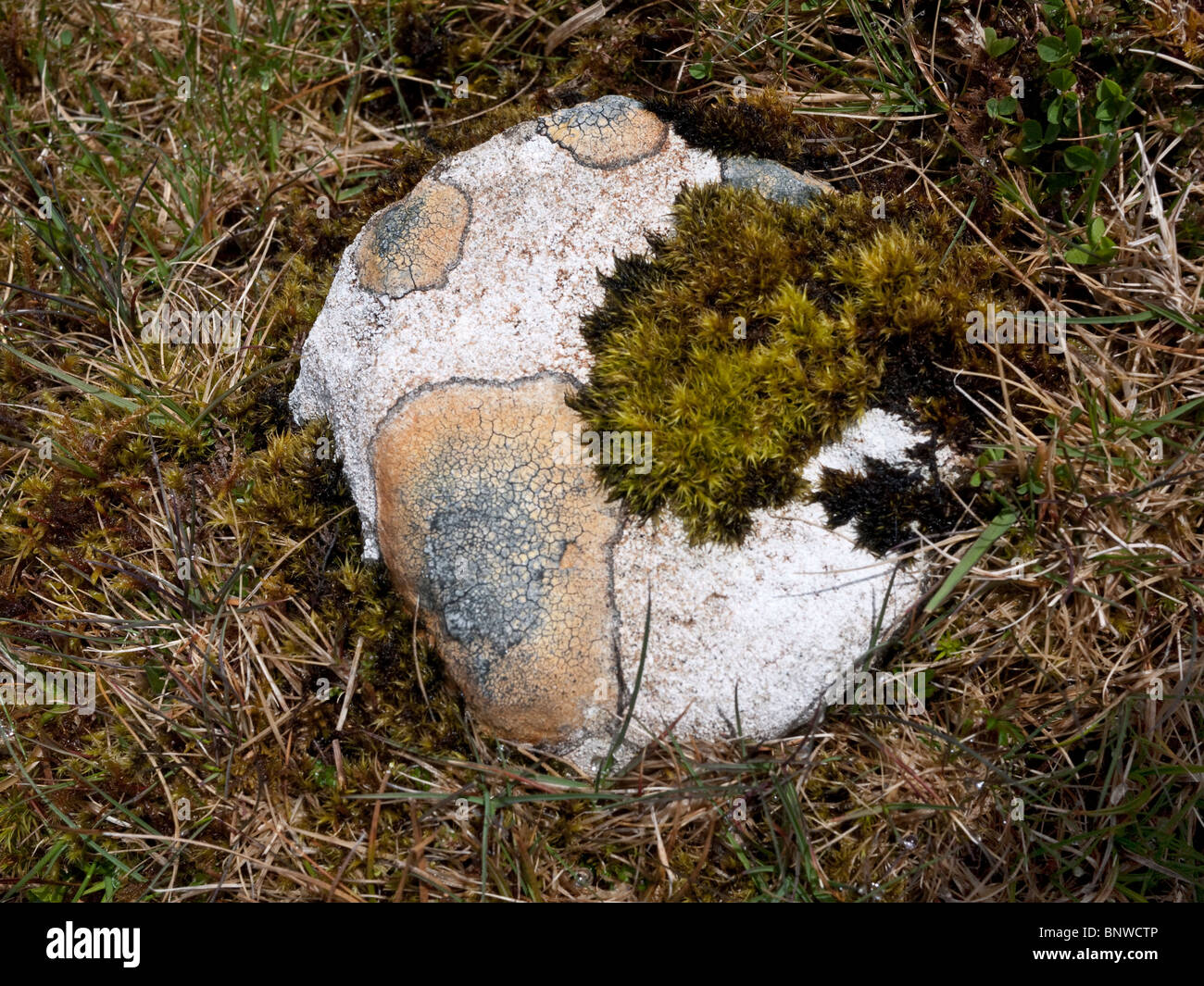 Moss and Lichen on rock Isle of Skye Scotland Stock Photo - Alamy
