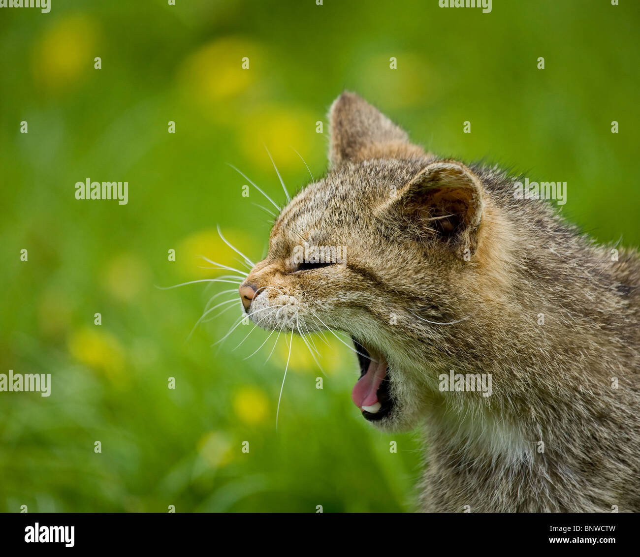 Scottish wildcat yawning hi-res stock photography and images - Alamy