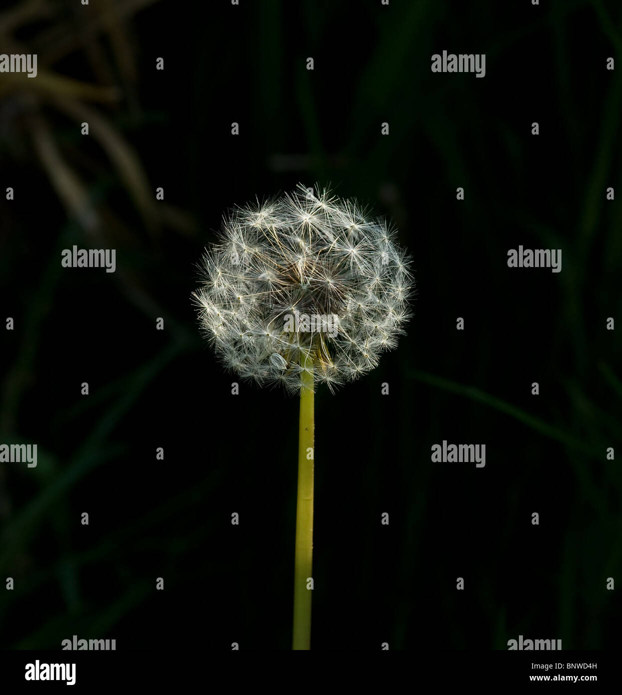 Backlit flower of the common dandelion taraxacum officinale hi-res ...