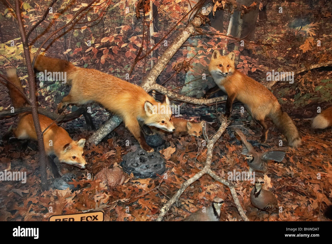 display of stuffed red foxes at the Henkelmann Life Sciences Collection ...