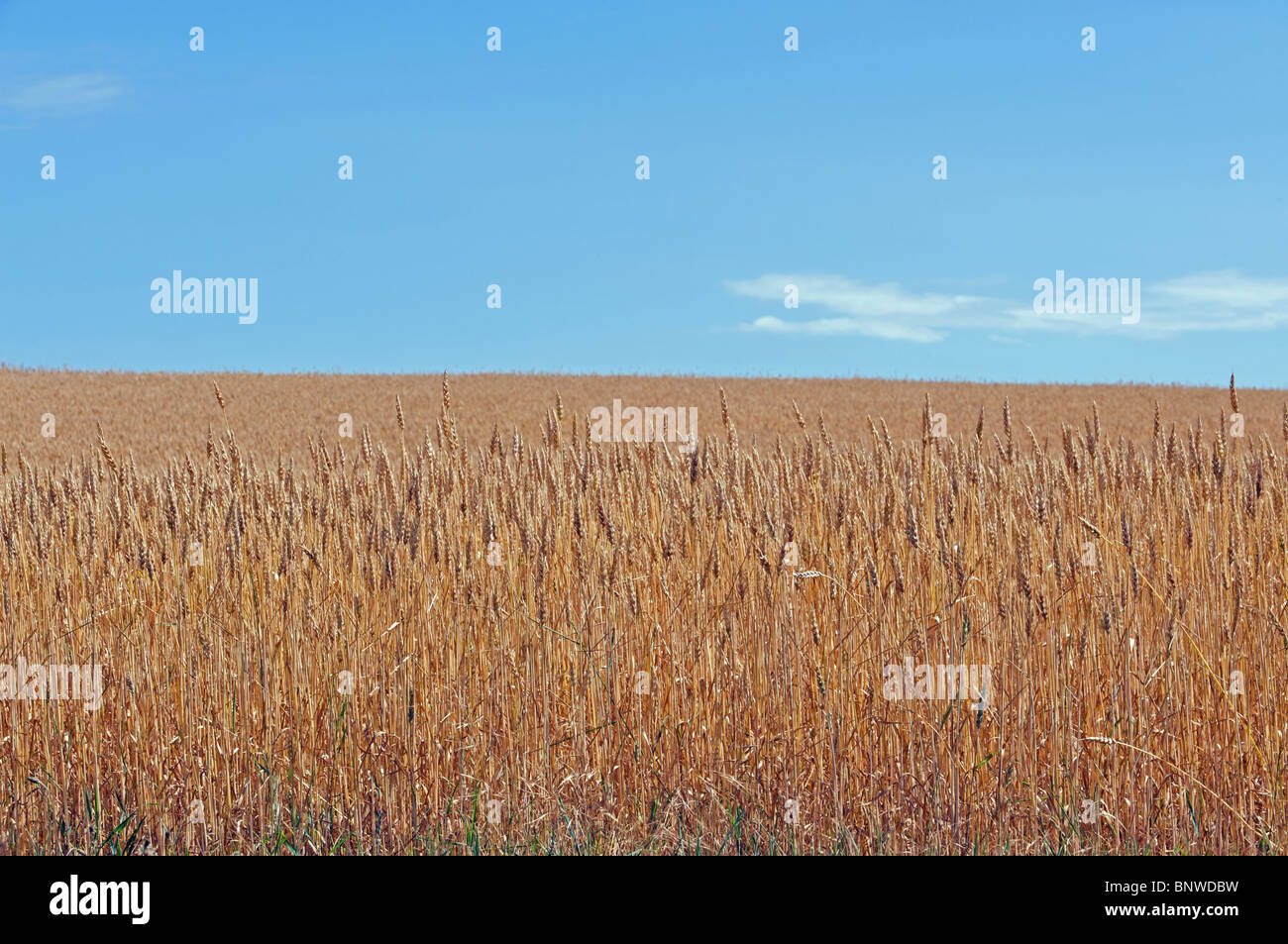 Wheat field Campsea Ash, Suffolk, UK Stock Photo - Alamy