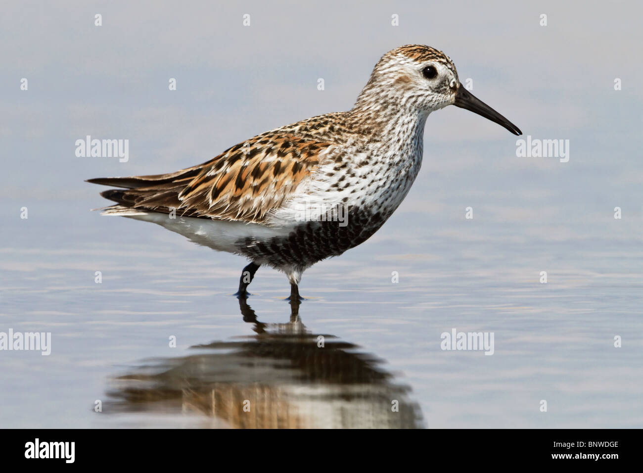 An adult summer plumage Dunlin Stock Photo - Alamy