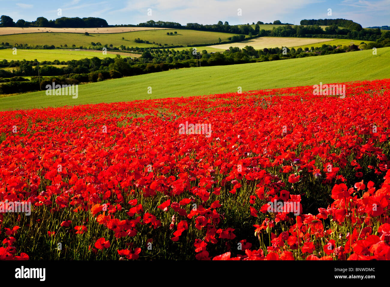 Poppy fields in sunshine on the Marlborough Downs, Wiltshire, England ...