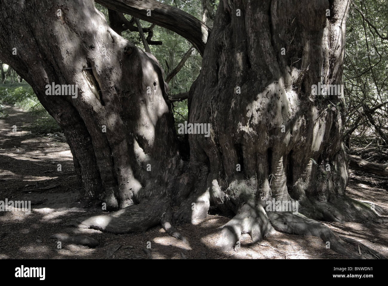 Old elm trees Stock Photo - Alamy