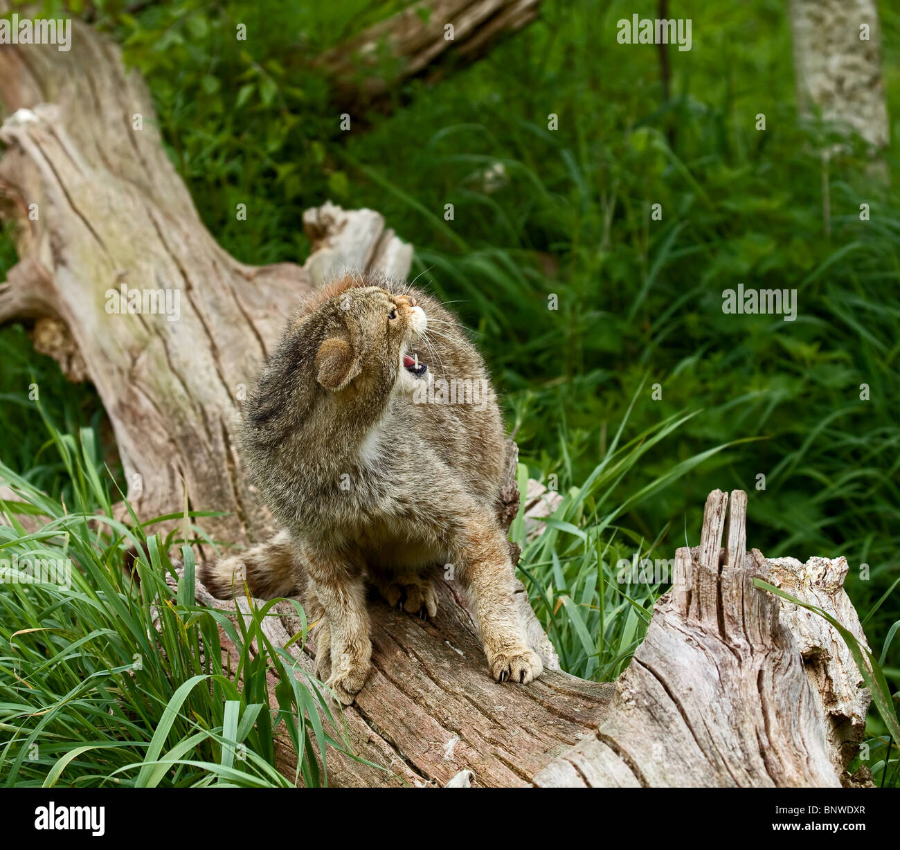 Scottish Wildcat snarling Stock Photo - Alamy