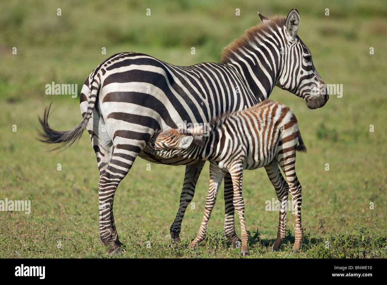 Zebra mother with a fawn hi-res stock photography and images - Alamy