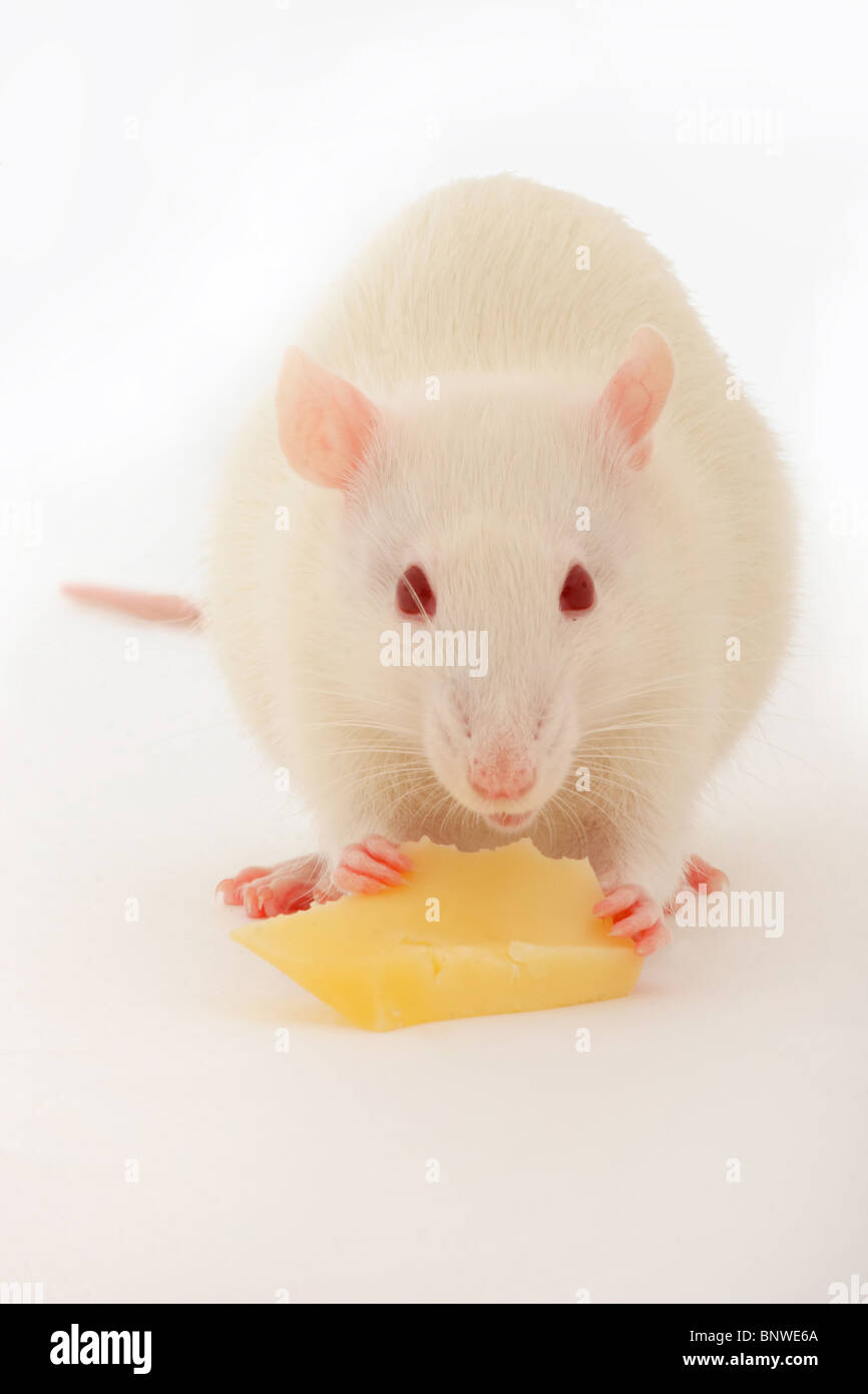 White rat face close hi-res stock photography and images - Alamy