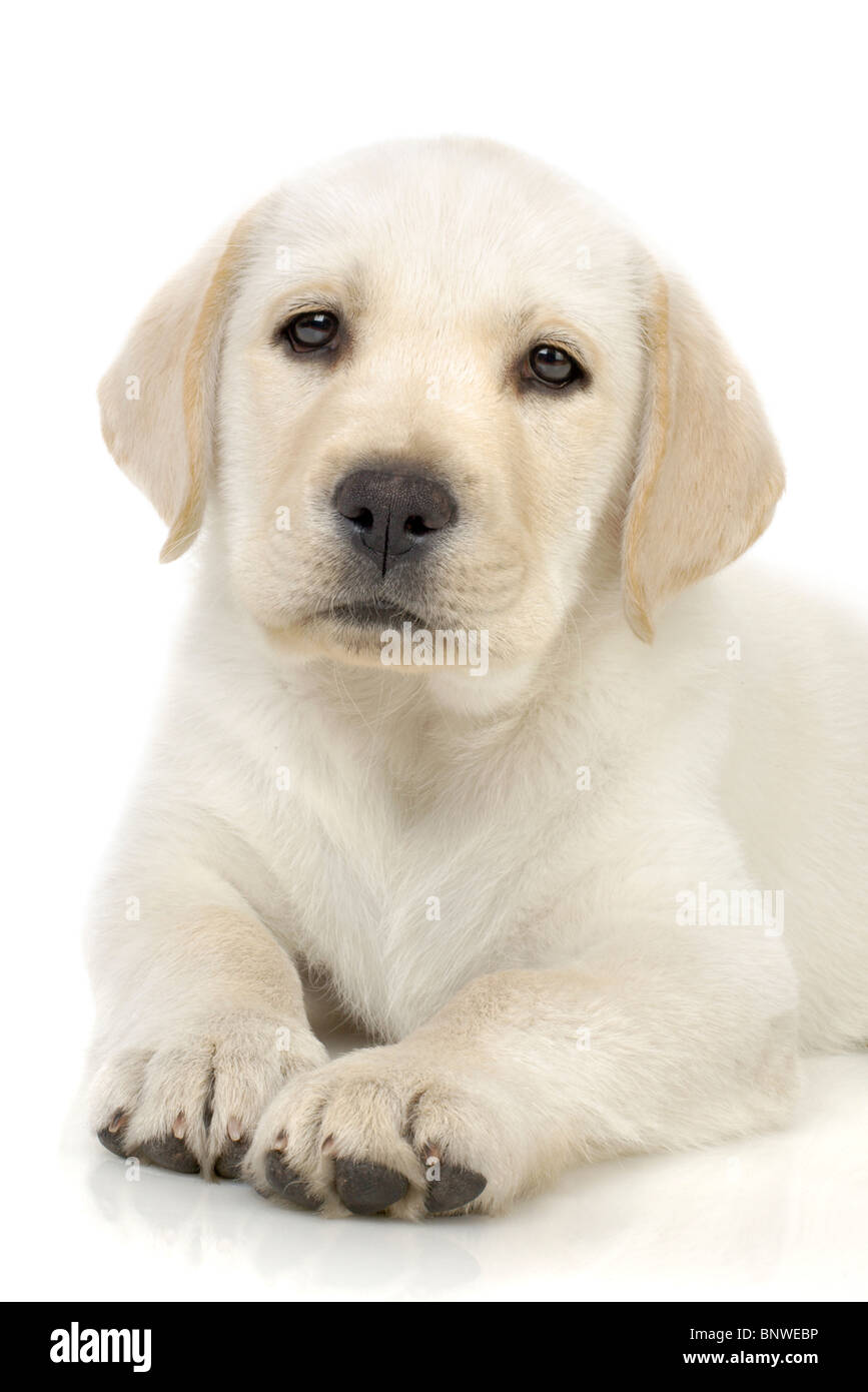 Labrador white background hi-res stock photography and images - Alamy