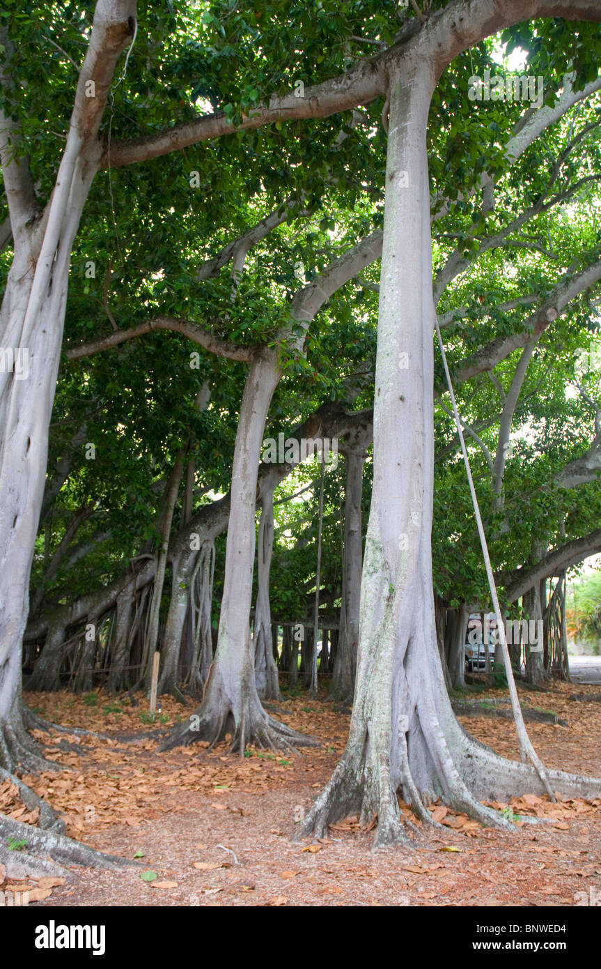the massive Banyan tree at Thoma Edison's former home in Fort Myers ...