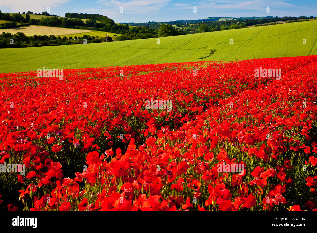 Poppy fields hi-res stock photography and images - Alamy