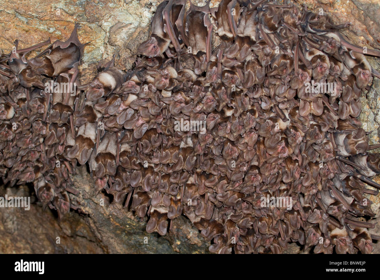 A colony of the Harrison's large-eared free-tailed bats (Otomops ...