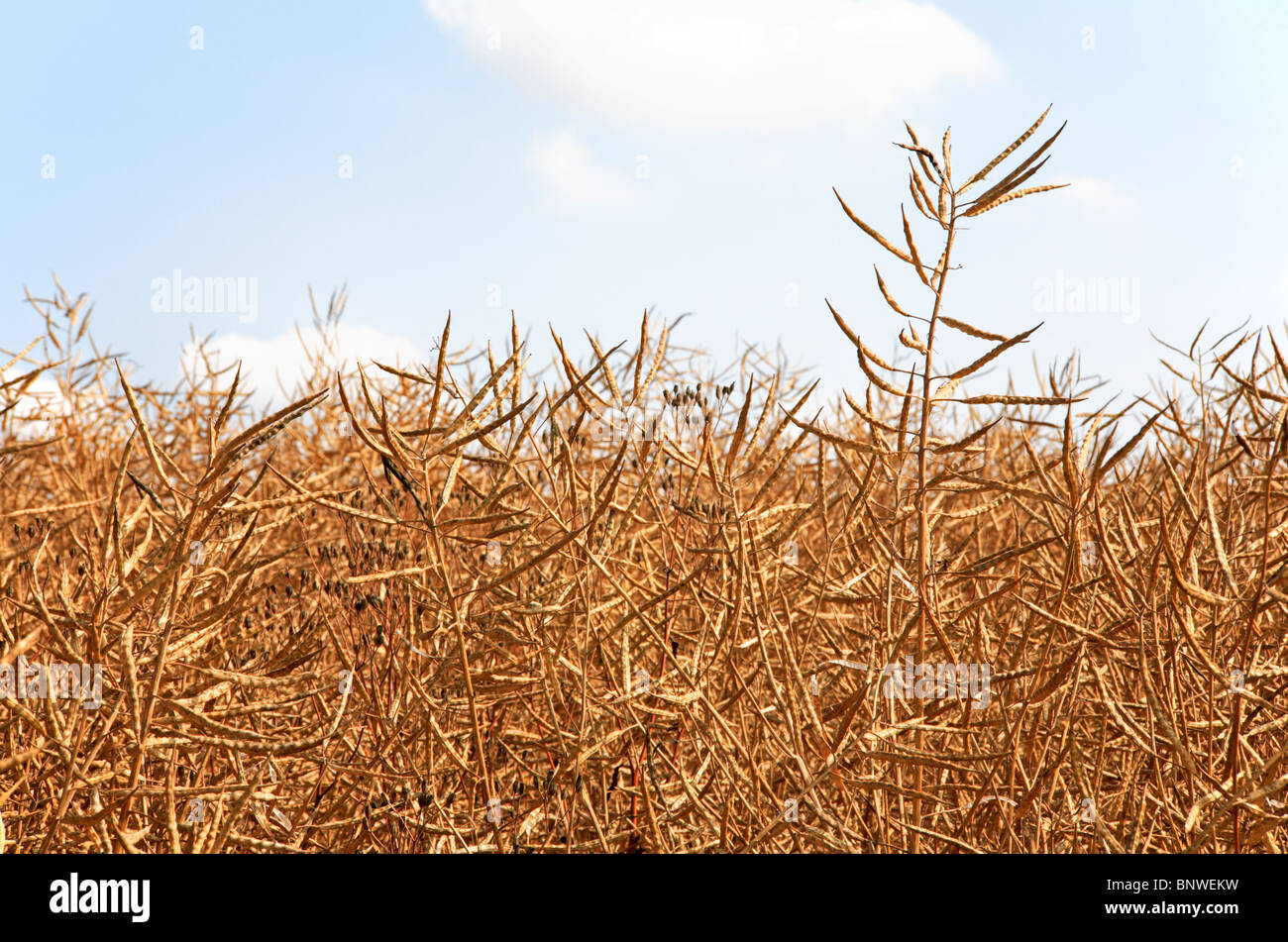 Oilseed rape crop on an East Anglian farm ready for harvesting Stock ...