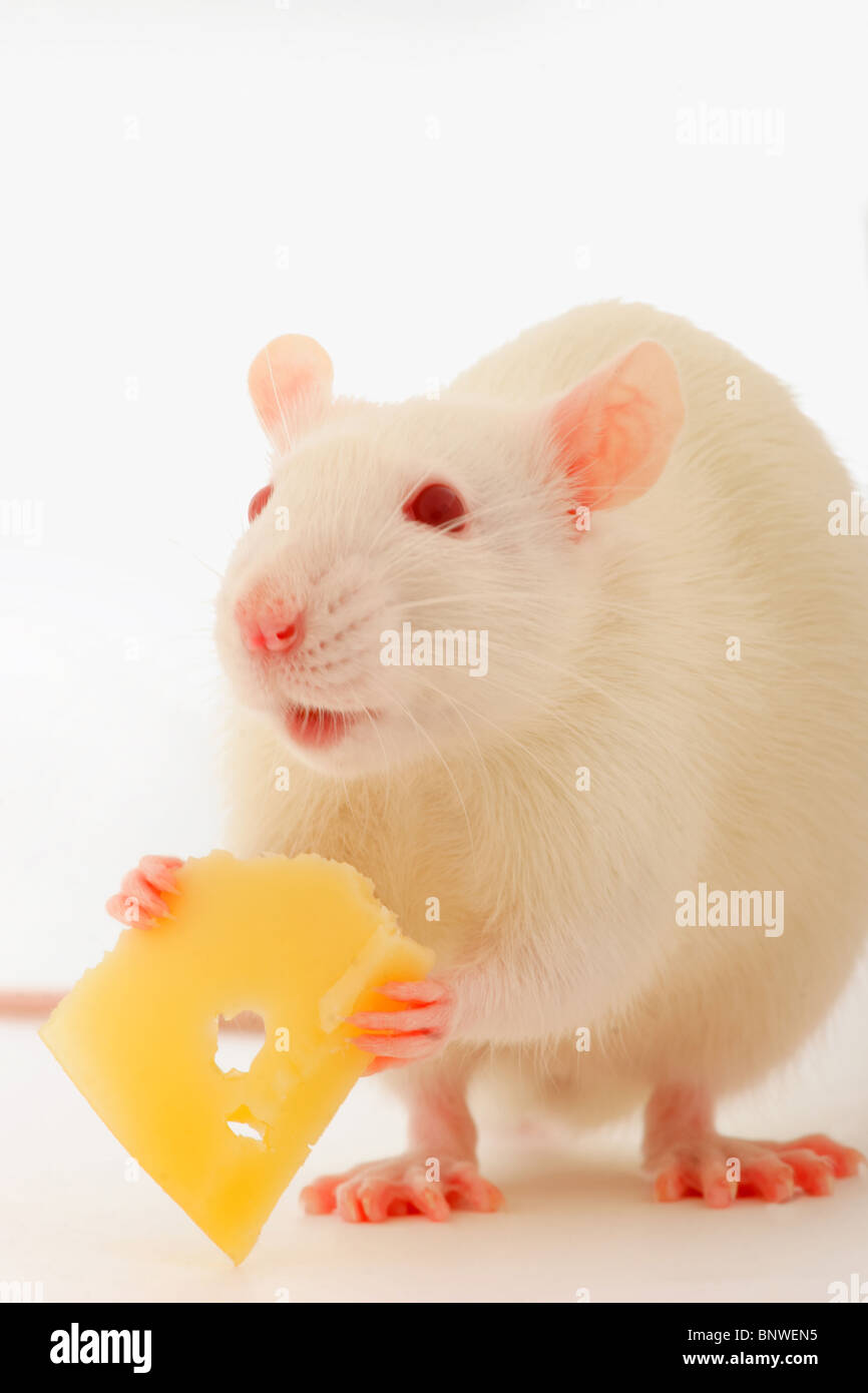 Good luck animal tail hi-res stock photography and images - Alamy