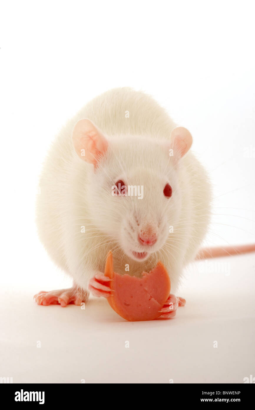 Rat meat hi-res stock photography and images - Alamy