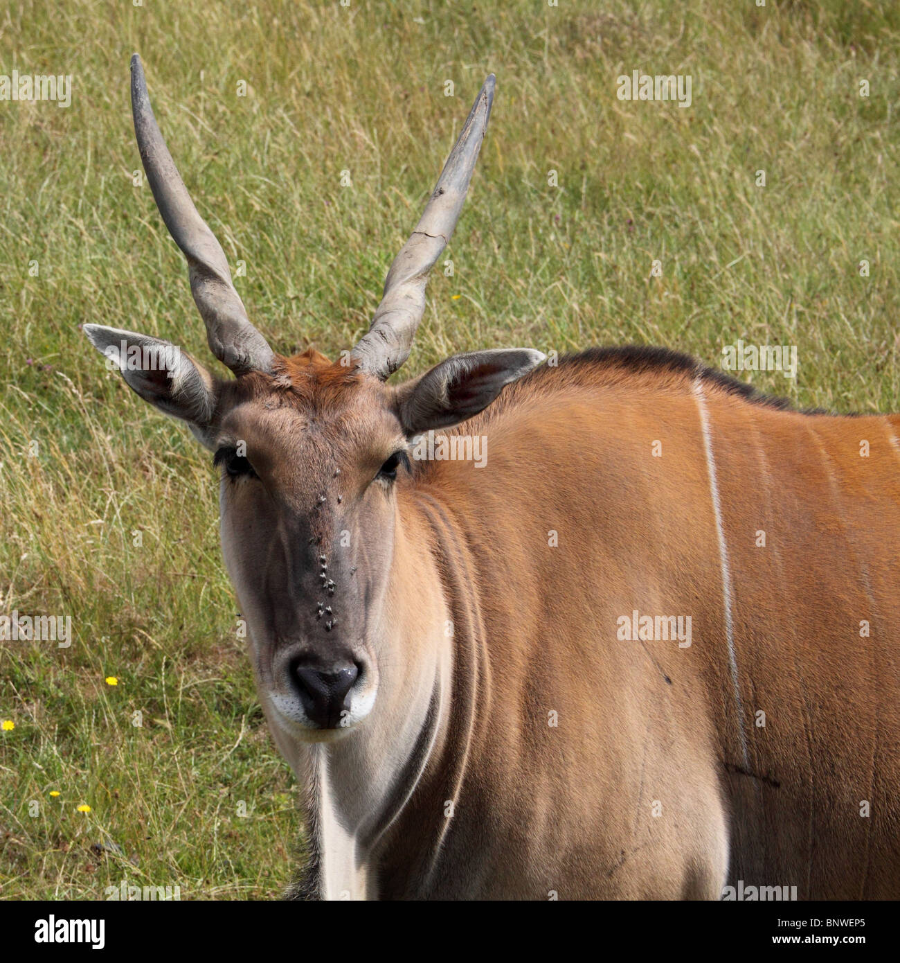 Antelope long horns hi-res stock photography and images - Alamy