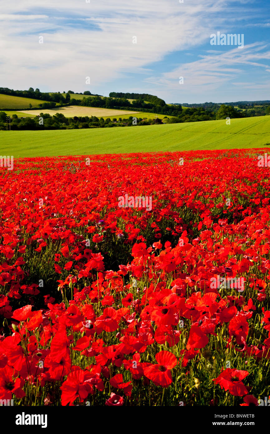 Poppy fields field of flowering poppies land hi-res stock photography ...