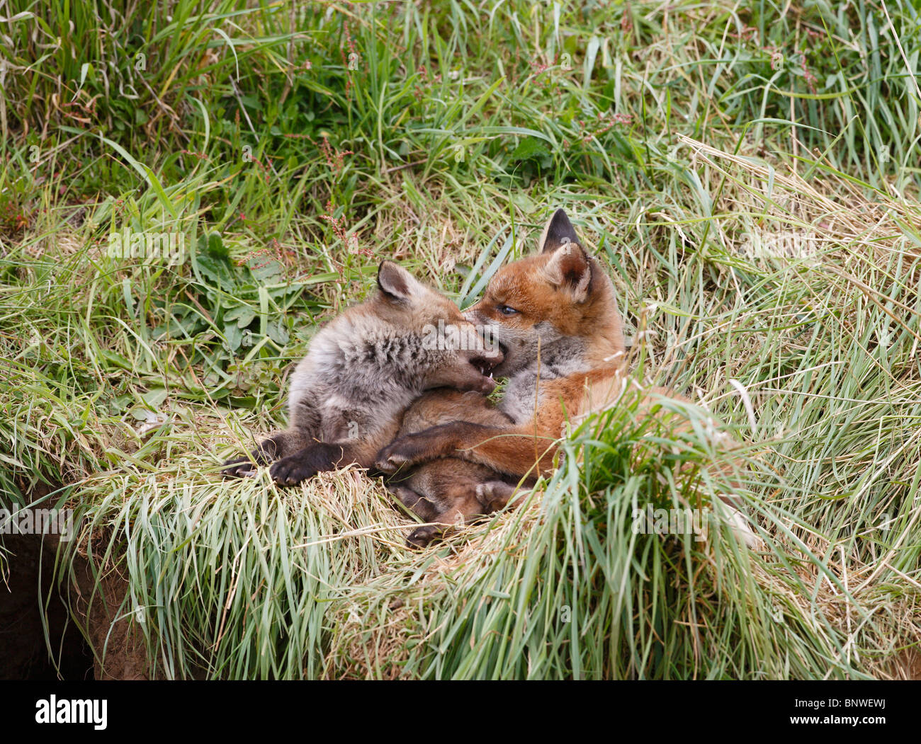 Playing fox cubs hi-res stock photography and images - Alamy