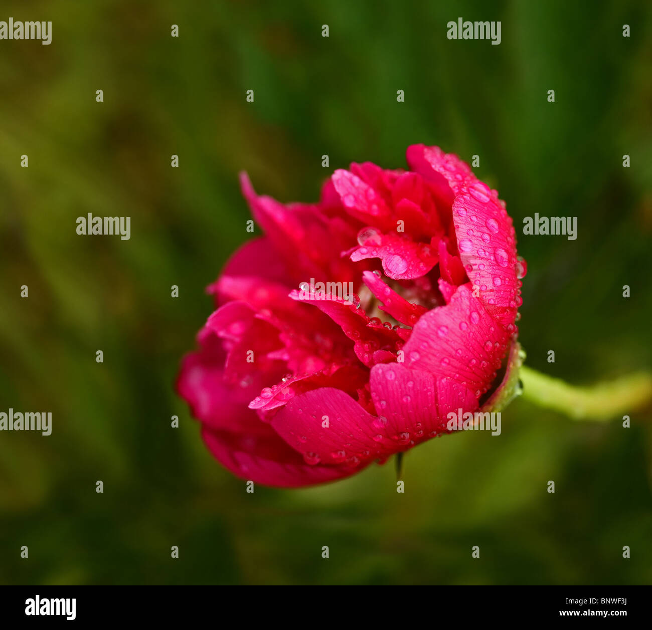 Pink Flower in Rain Stock Photo - Alamy