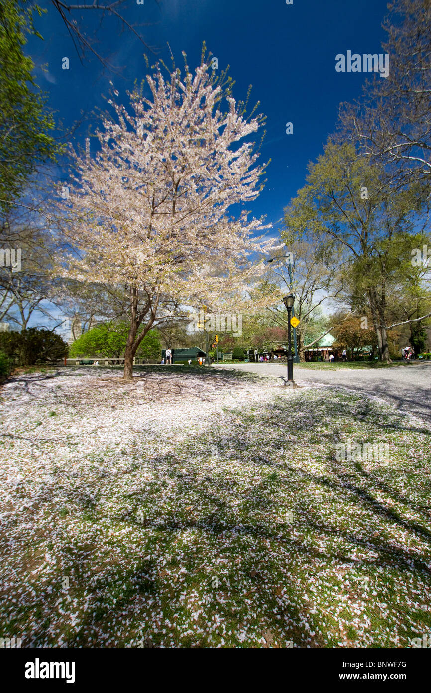 Cherry Blossoms Litter the Ground at Central Park's Pilgrim Hill Stock ...