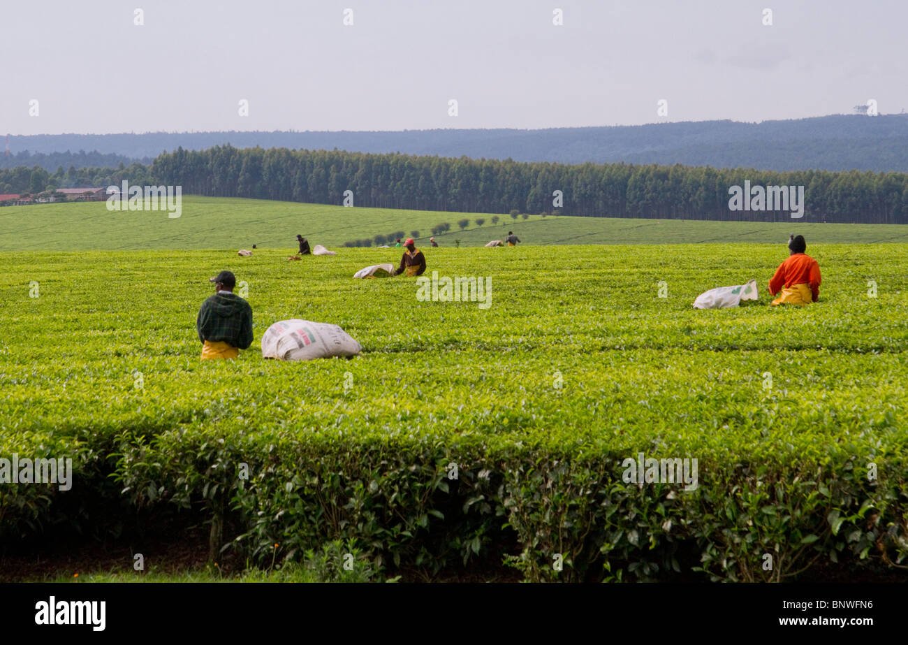 Tea plantation in the Kericho area, western Kenya Stock Photo - Alamy