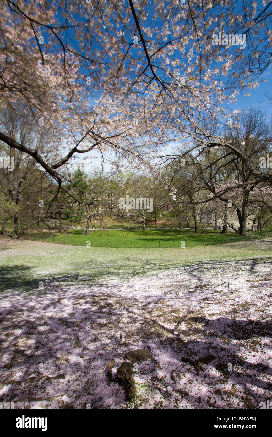 Cherry Blossoms Litter the Ground at Central Park's Pilgrim Hill Stock ...
