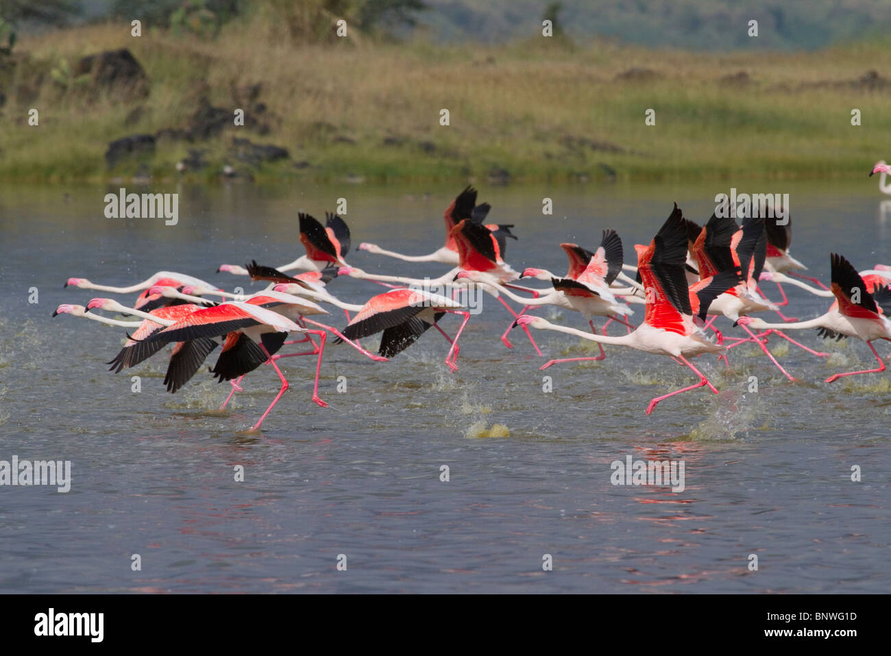 The Lesser Flamingos (Phoenicopterus minor) taking off, lake ...