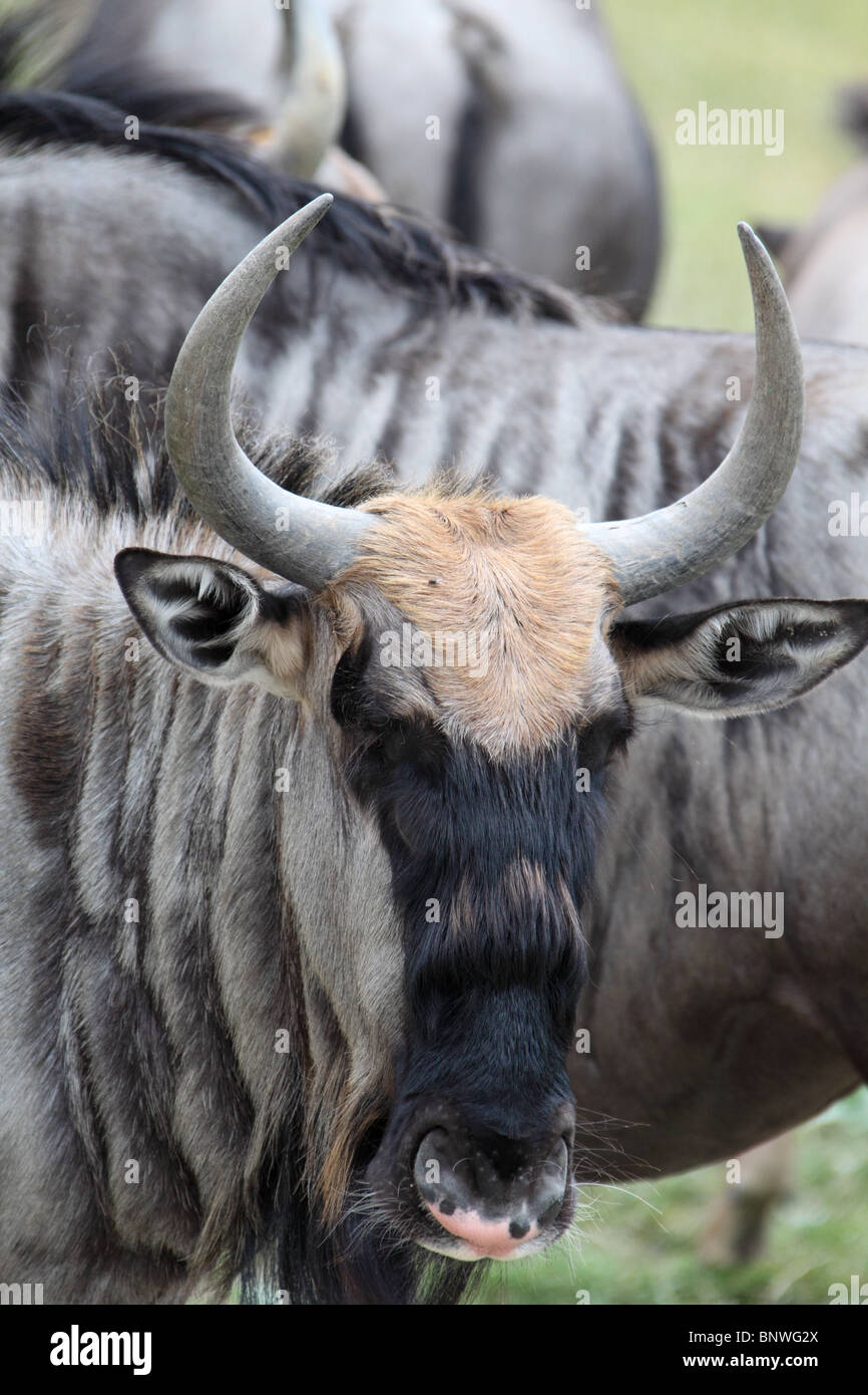 Long pointed horns hi-res stock photography and images - Alamy