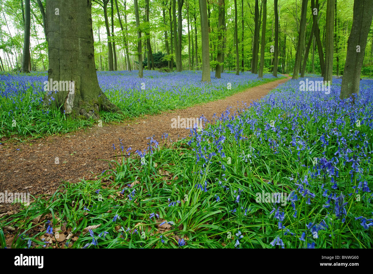 Chiltern landscape in oxfordshire hi-res stock photography and images ...
