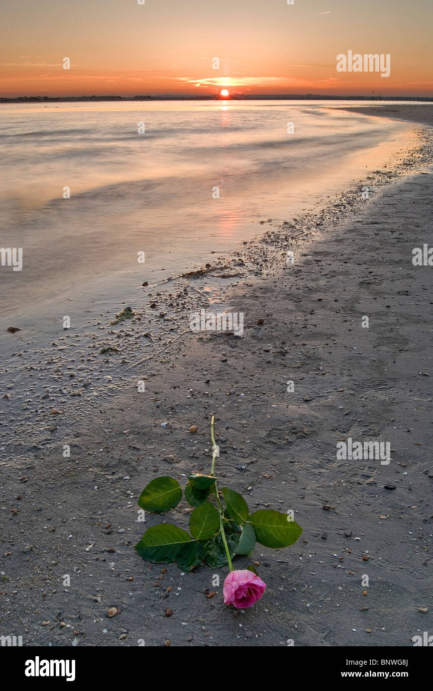 Rose on beach hi-res stock photography and images - Alamy