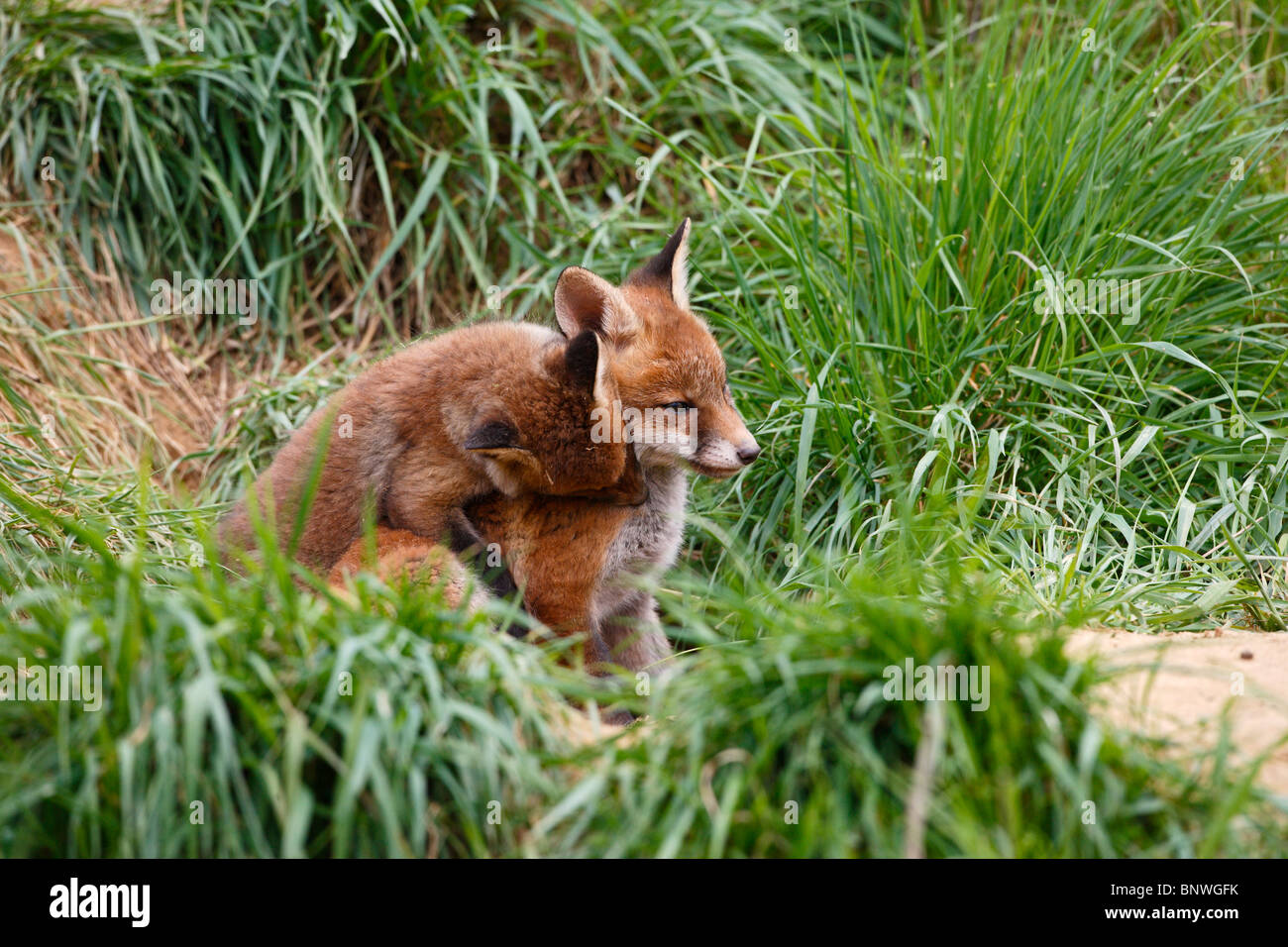 Fox earth hi-res stock photography and images - Alamy