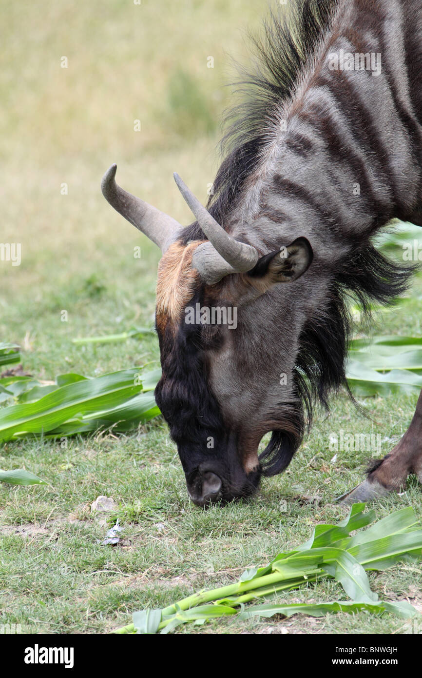 Blue wildebeest eating grass hi-res stock photography and images - Alamy