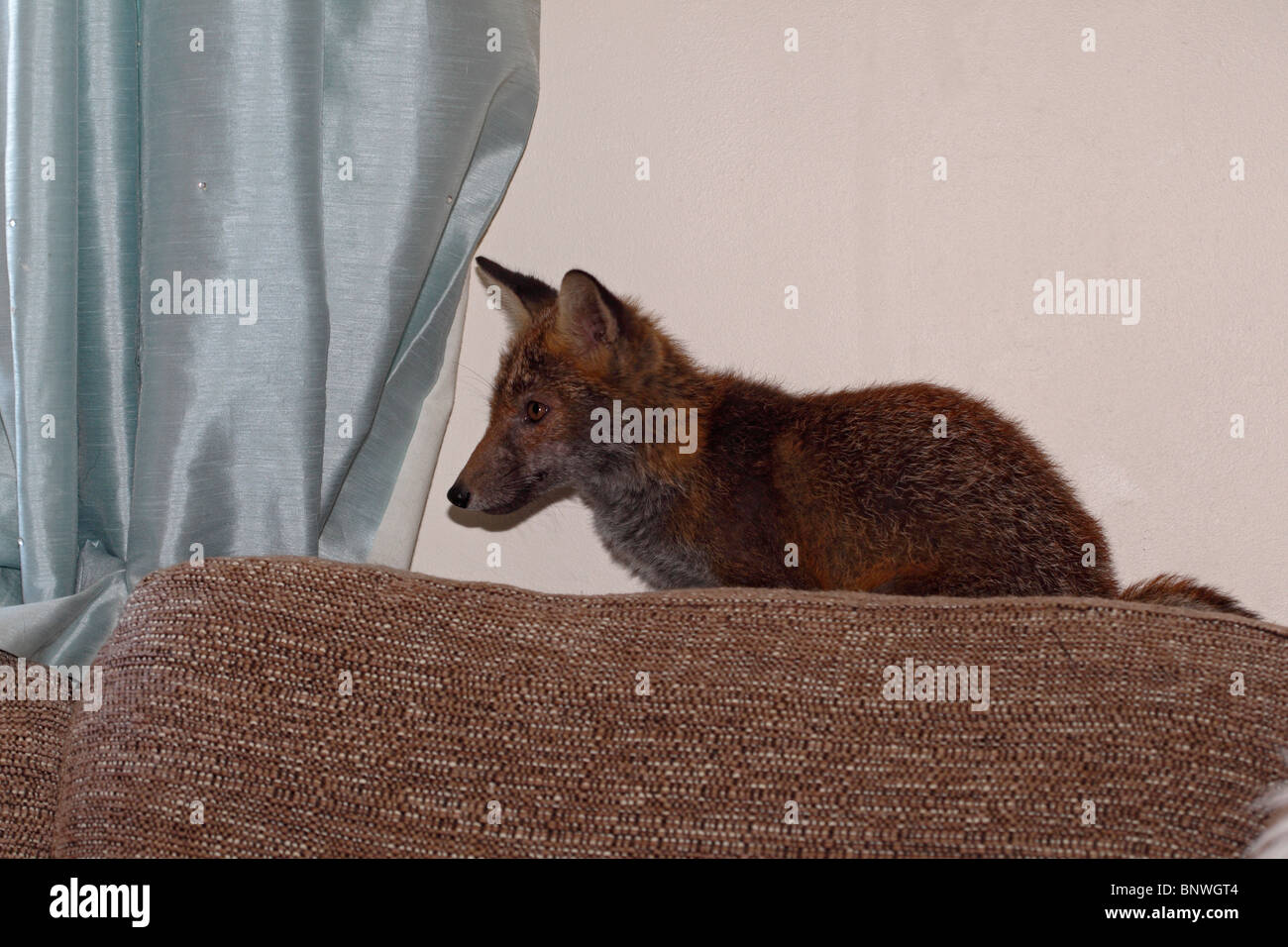 Cub room hi-res stock photography and images - Alamy
