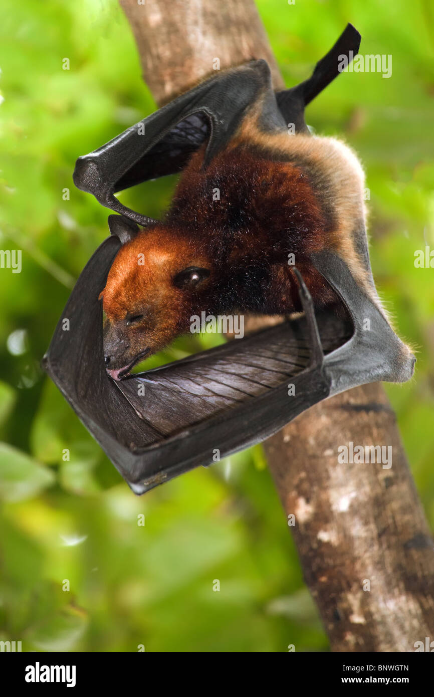 flying fox bat hanging on mango tree and washing wings, tioman island ...