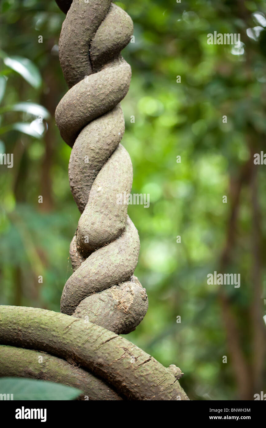 Twisted vine tree hi-res stock photography and images - Alamy