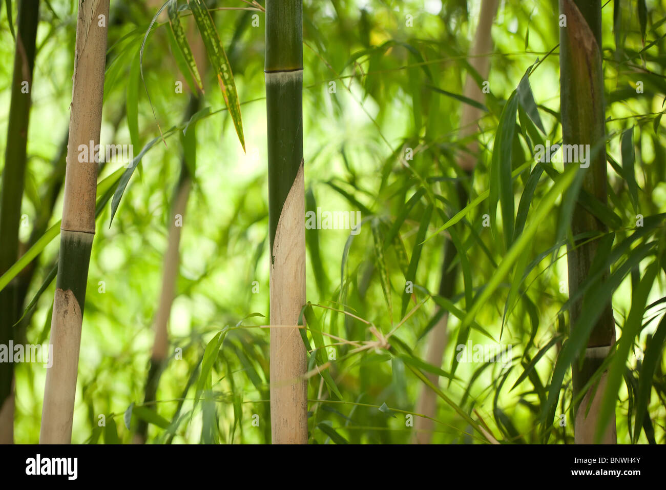 asian bamboo forest detail, sumatra indonesia Stock Photo - Alamy
