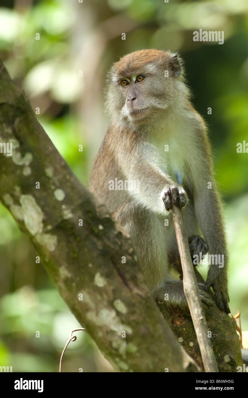 Long tailed macaque in hi-res stock photography and images - Alamy