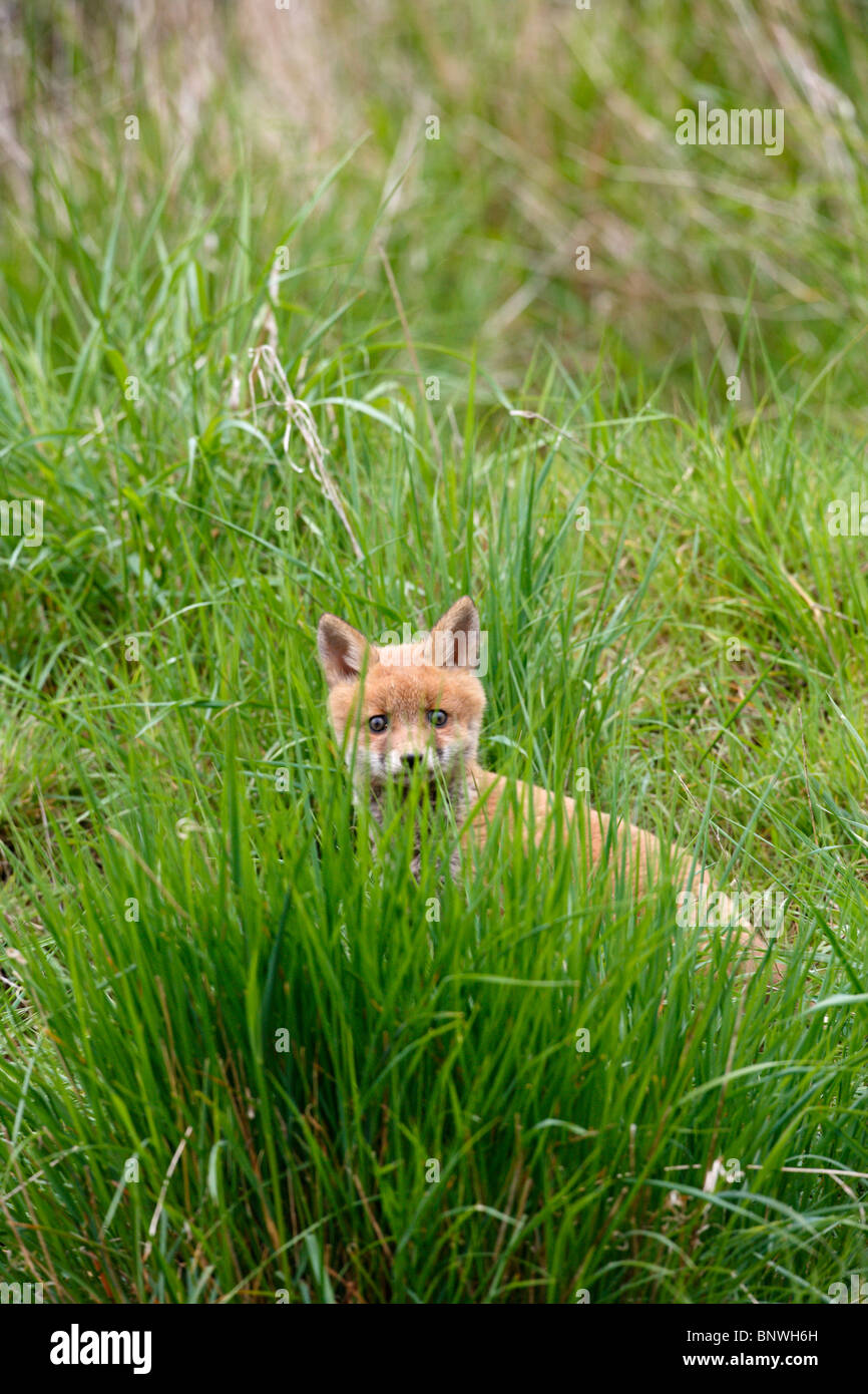 Red fox (Vulpes vulpes) cub exploring in meadow Stock Photo - Alamy