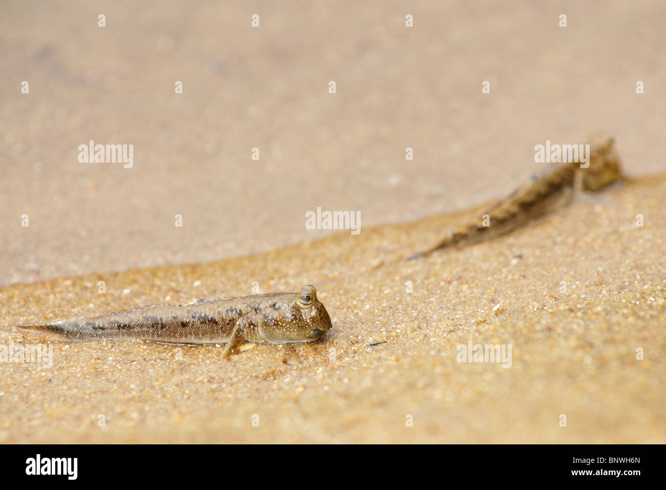 Mudskipper or amphibious fish hi-res stock photography and images - Alamy