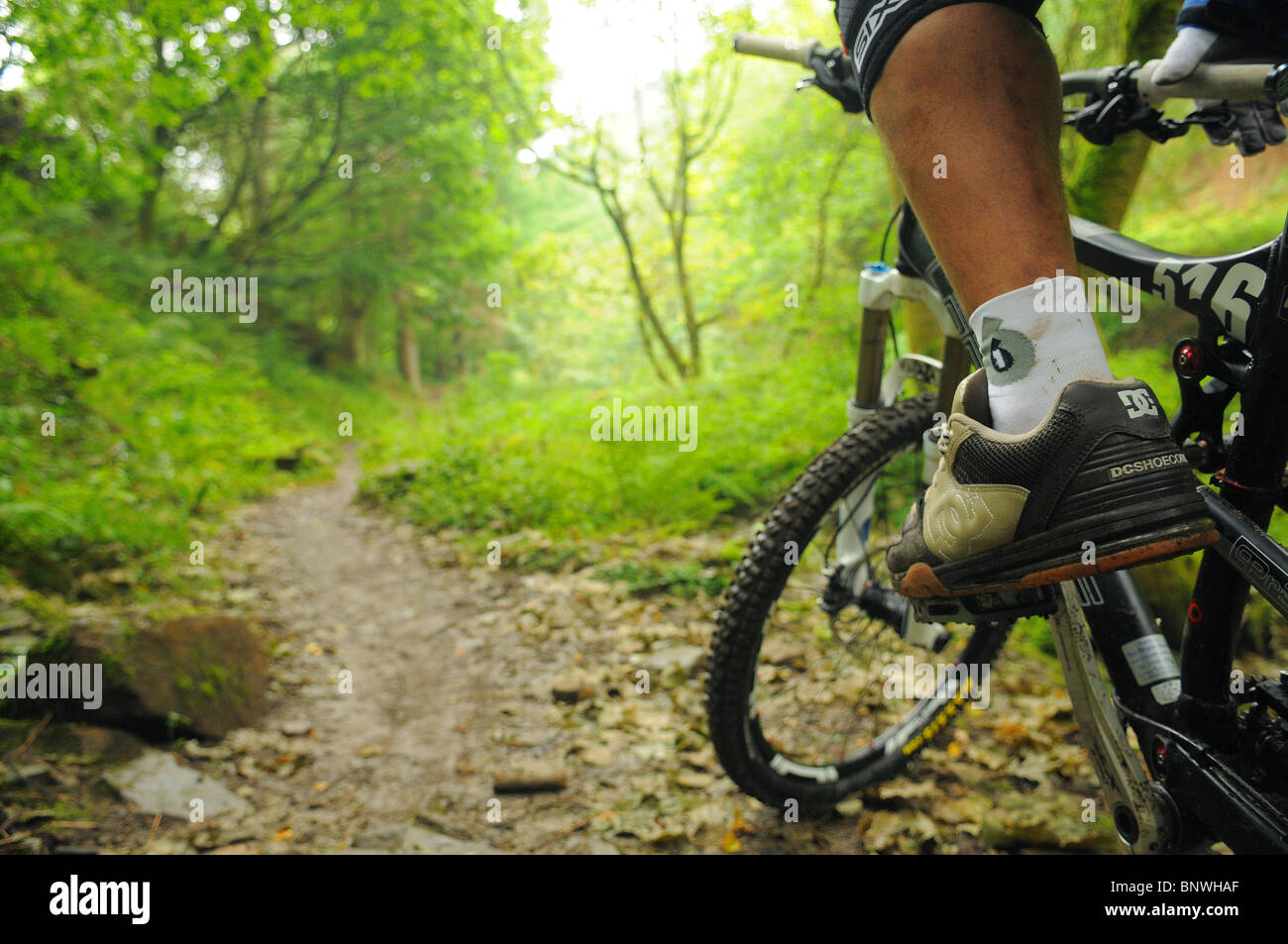 A mountain biker prepares to ride down a trail in woodland Stock Photo ...