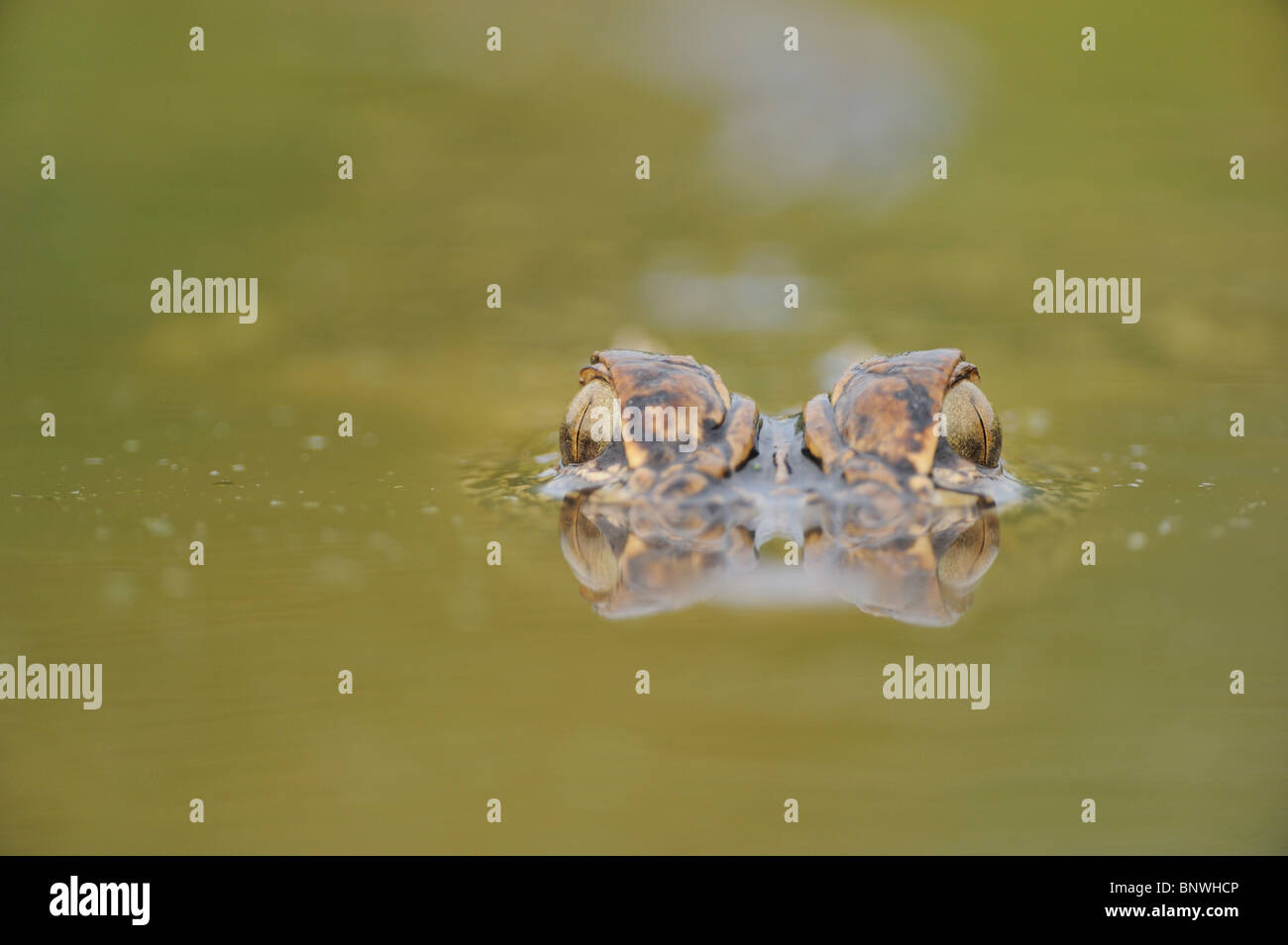 American Alligator (Alligator mississipiensis), adult wimming ...