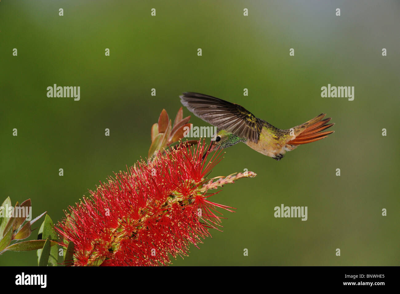 Buff bellied hummingbird hi-res stock photography and images - Alamy