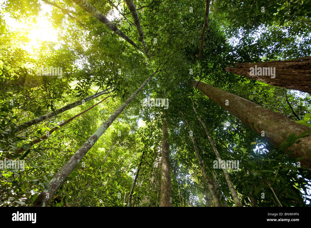 low angle dynamic view of tropical rainforest in tioman island ...