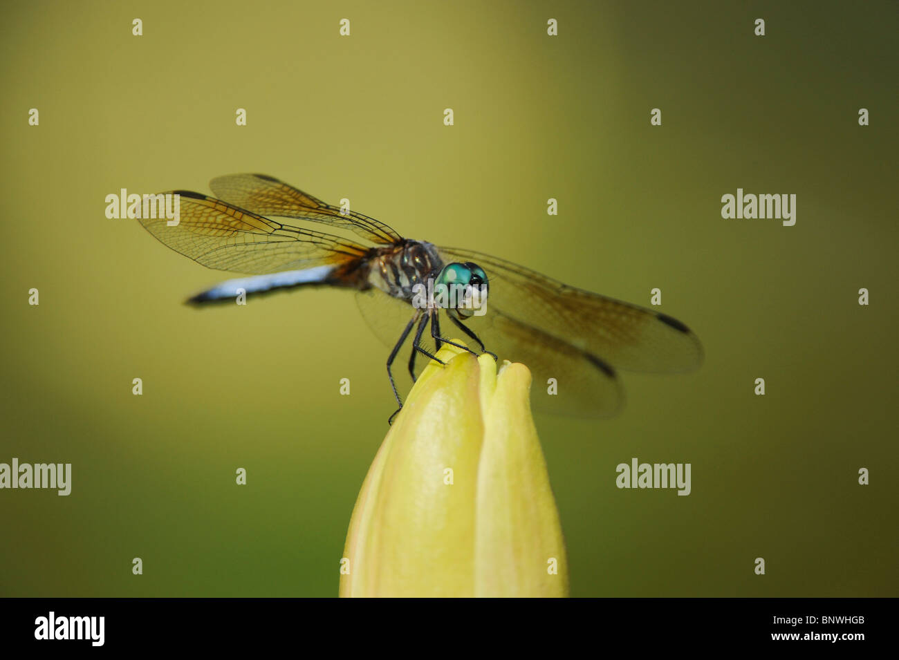 Male blue dasher hi-res stock photography and images - Alamy