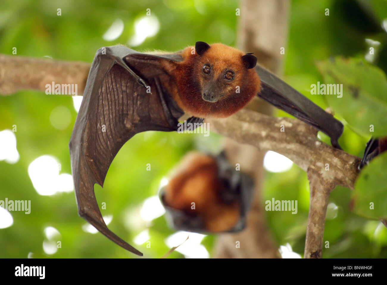 flying fox bat looking at camera, tioman island, malaysia Stock Photo ...