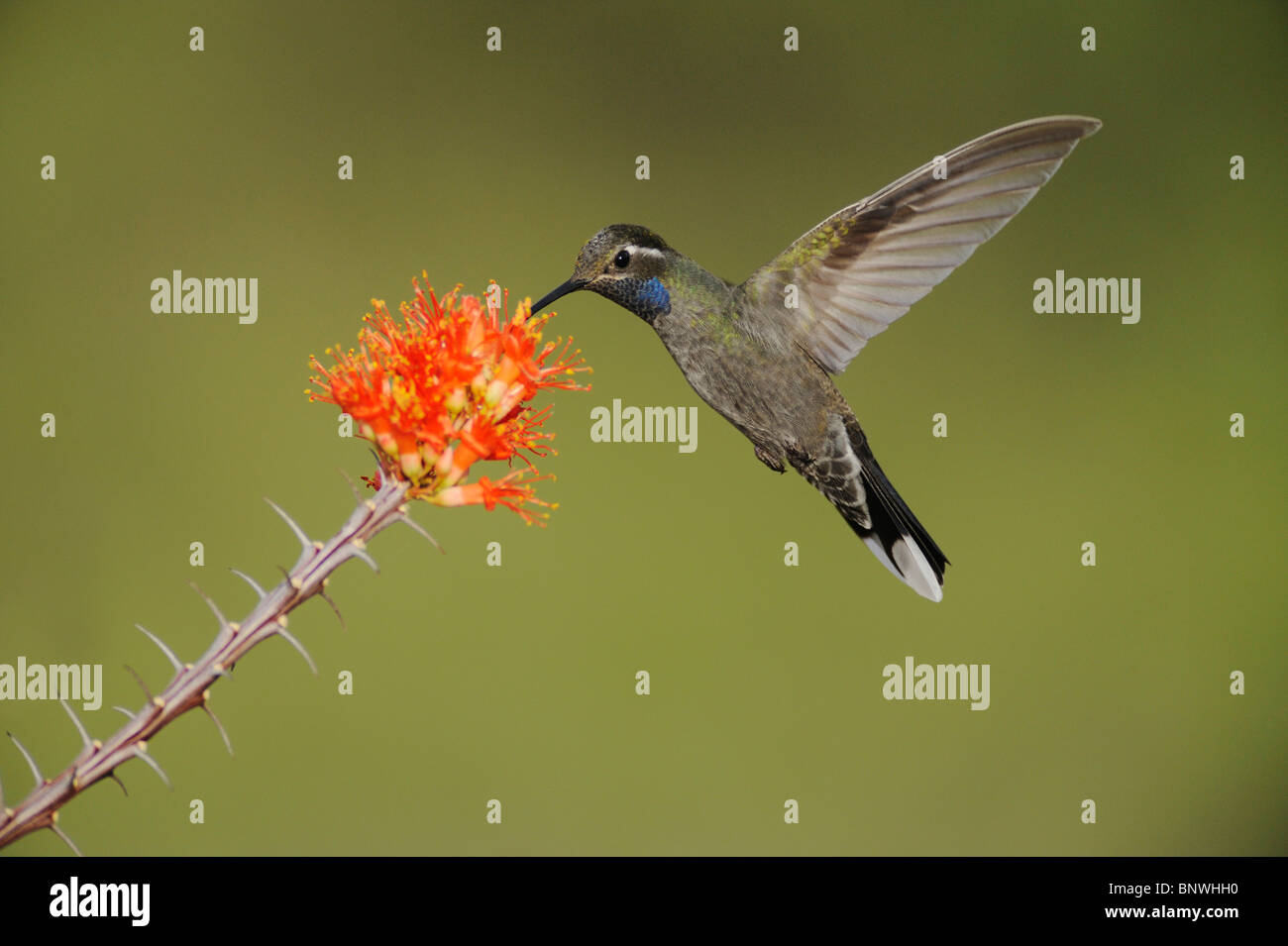 Blue-throated Hummingbird (Lampornis clemenciae), male feeding on ...