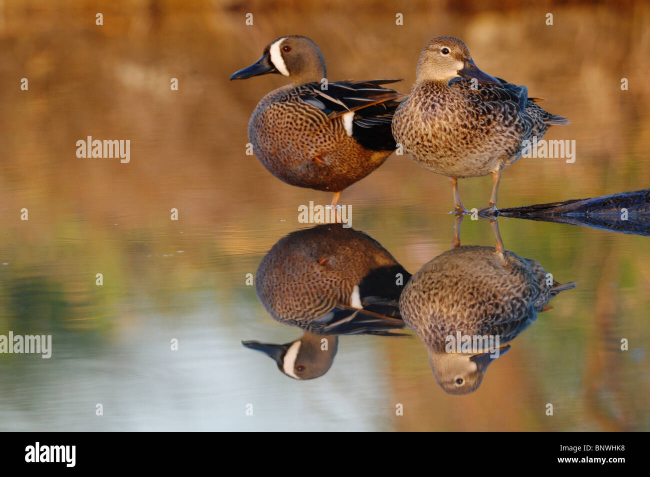 Blue-winged Teal (Anas discors), pair, Fennessey Ranch, Refugio, Corpus ...