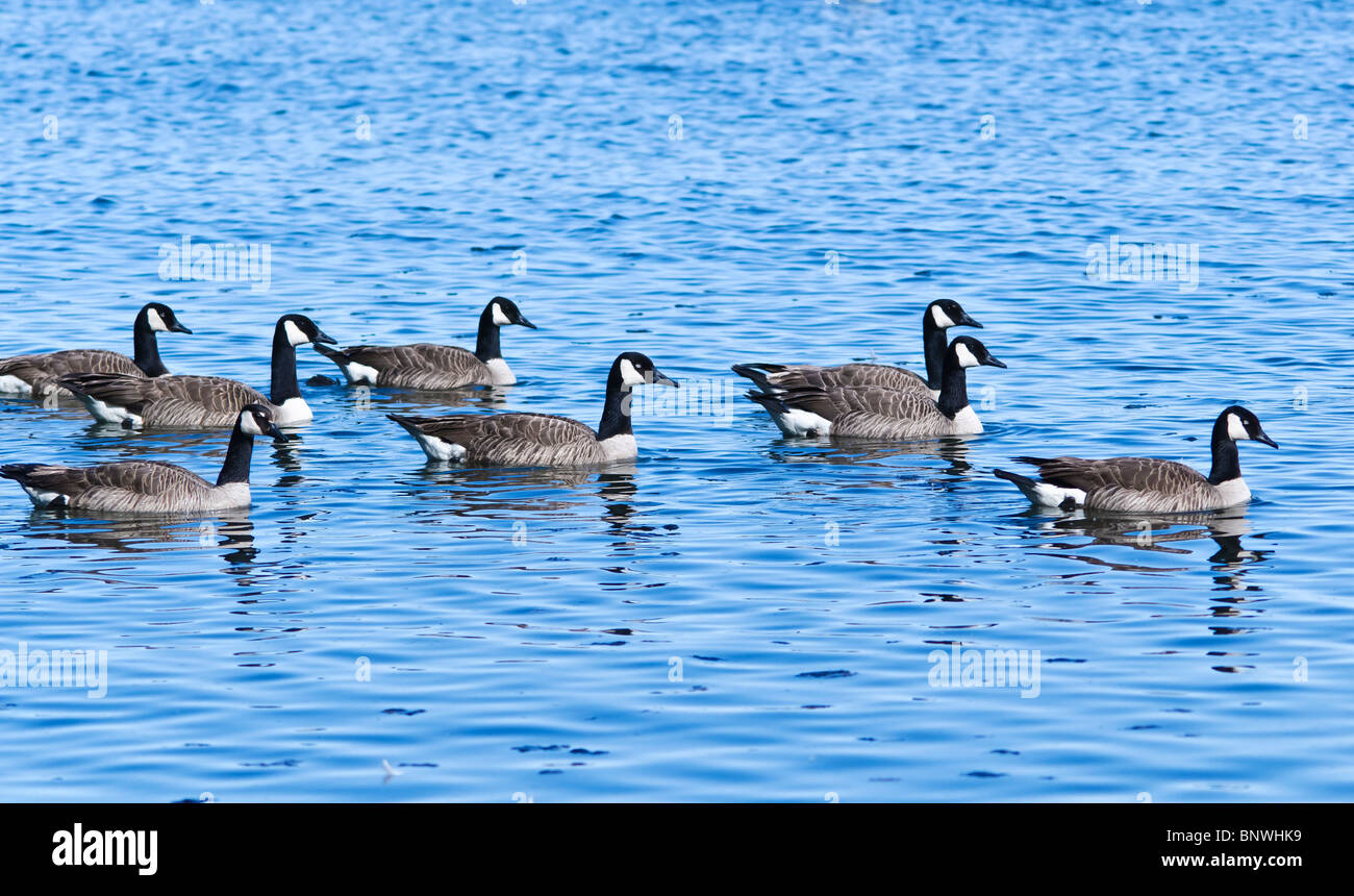 Canada Geese swimming in Lake Ontario at La Salle Park, Burlington ...