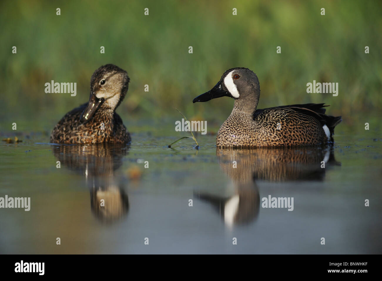 Two duck couples hi-res stock photography and images - Alamy