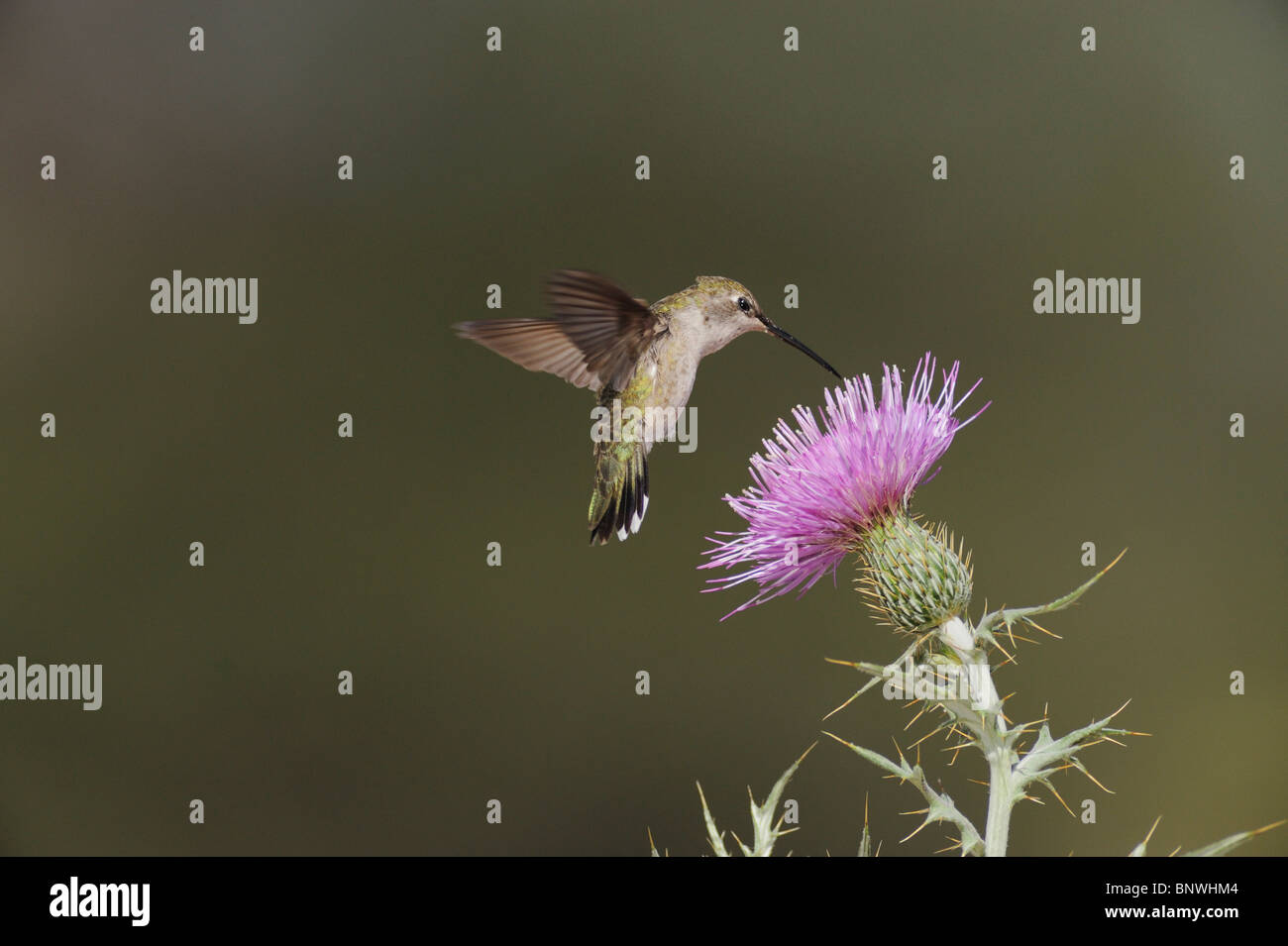 Black-chinned Hummingbird (Archilochus alexandri), female feeding on ...